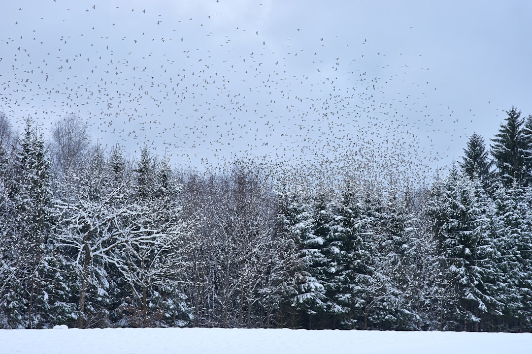 Snow Blindness: Causes, Symptoms & Treatment Guide